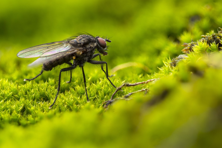 Unwanted Animals From Your Property, the Tips to Remove